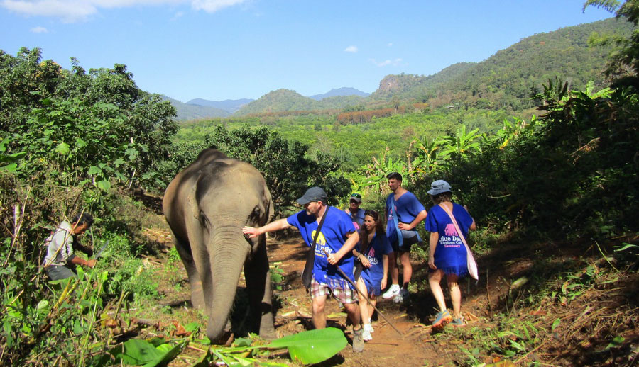 Blue Daily Elephant Care Sanctuary Chiang Mai, Northern Thailand ...